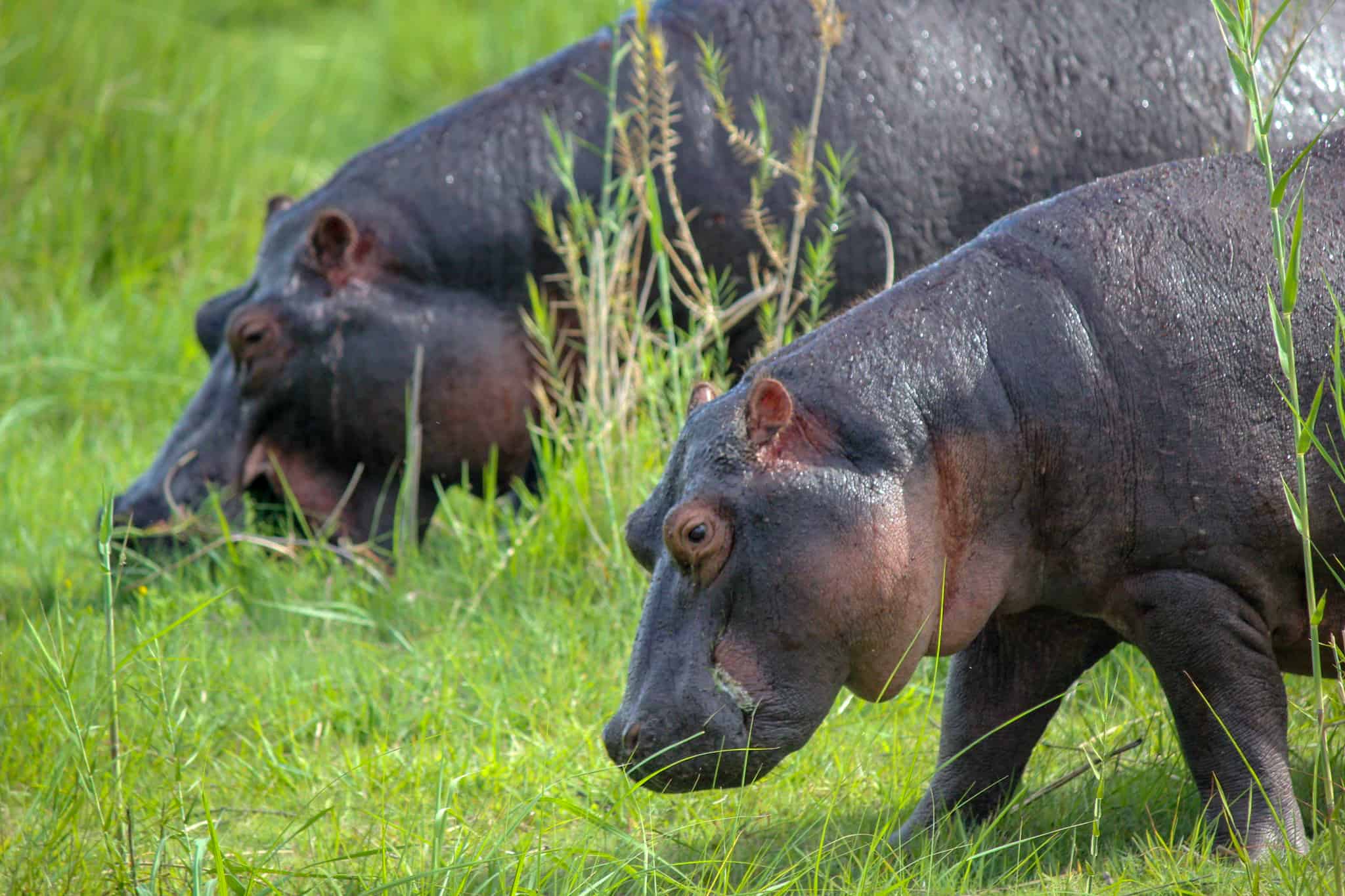 Chobe River Cruise - Four Worn Soles