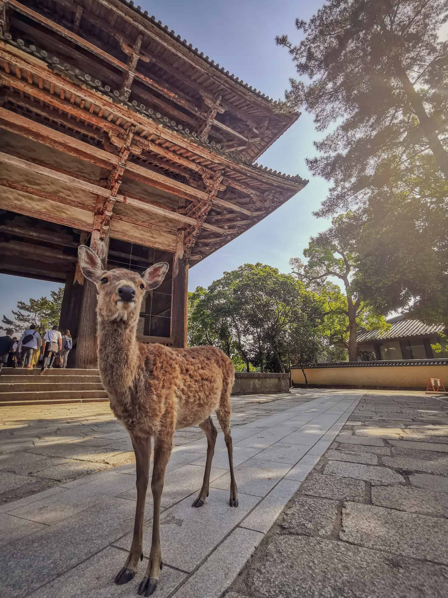 Nara Deer Park Japan - Four Worn Soles