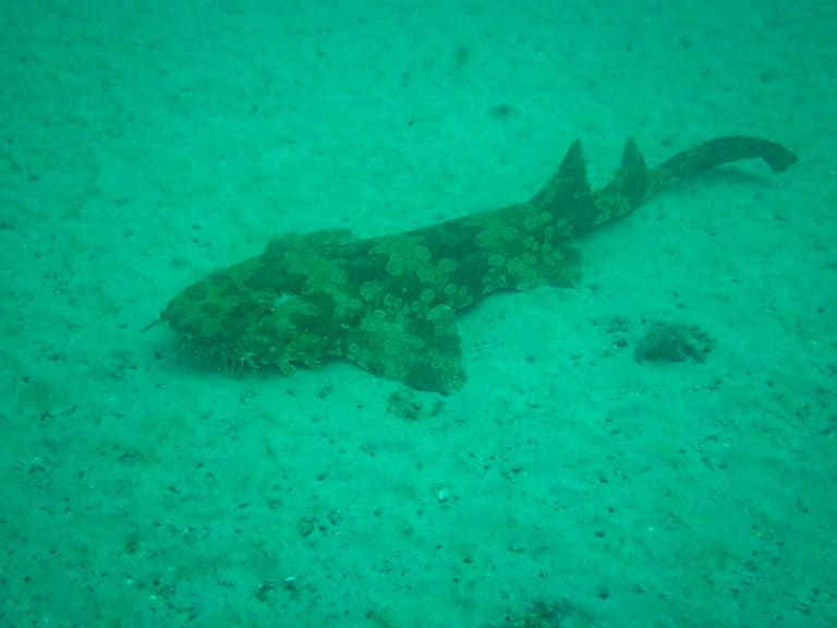 Snorkeling at Tangalooma Wrecks - Four Worn Soles
