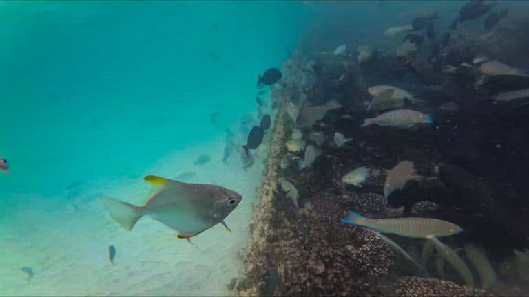 Snorkeling at Tangalooma Wrecks - Four Worn Soles