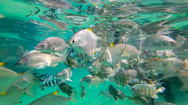 Snorkeling at Tangalooma Wrecks - Four Worn Soles