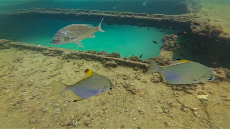 Snorkeling at Tangalooma Wrecks - Four Worn Soles